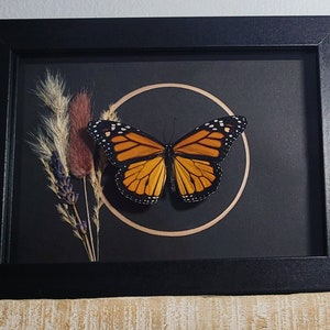 Framed Monarch Butterfly Shadowbox - Danaus Plexippus - Real Butterfly - Gift, Decor, Taxidermy ...