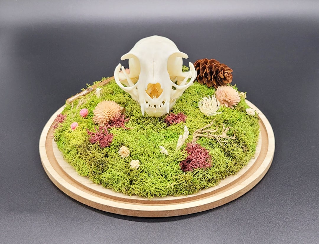 Cat Skull Terriarum Taxidermy Display Mount Feline Oddity - Etsy