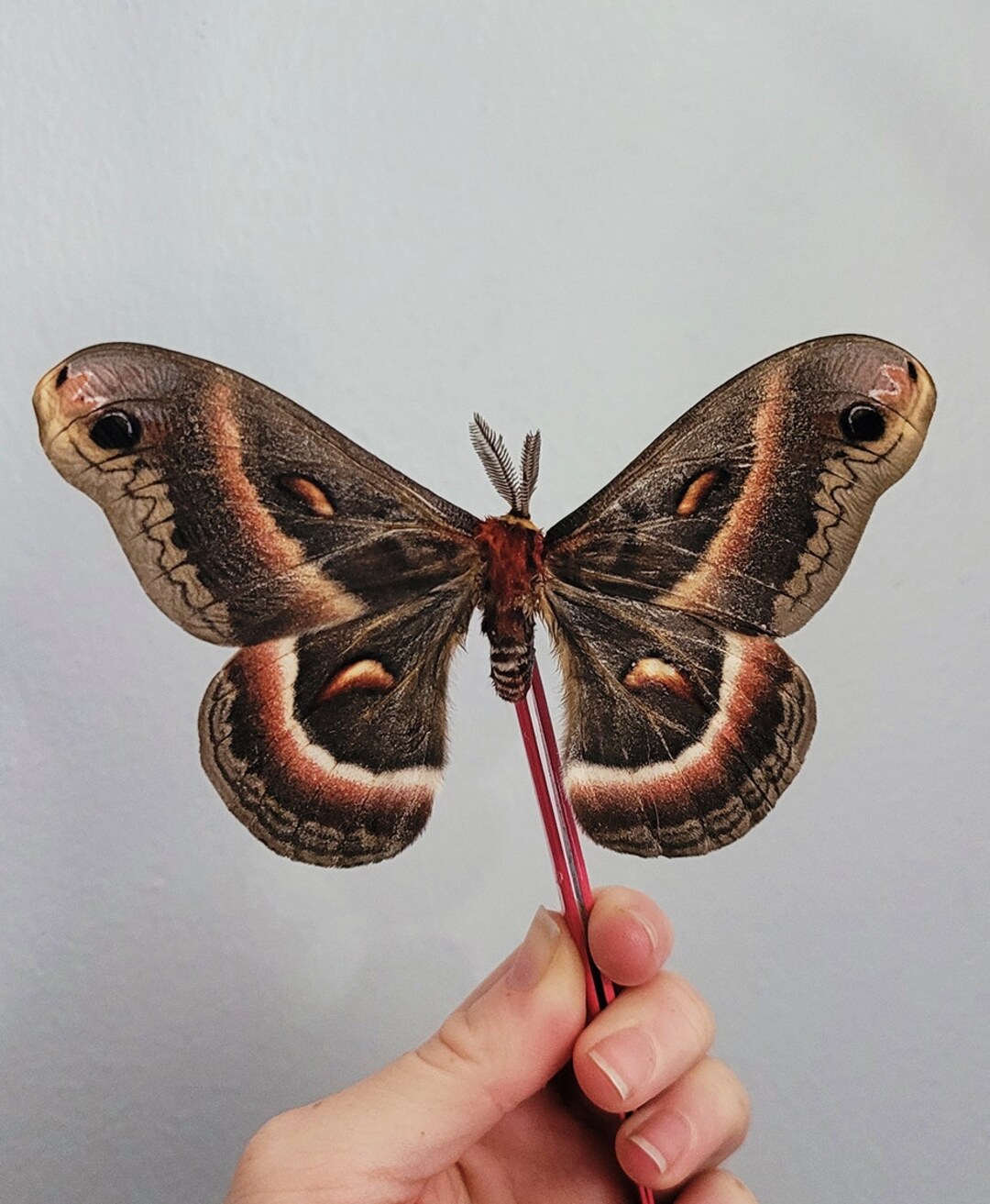 Cecropia Moth, Silk Moth, Hyalophora Cecropia Female and Male ...