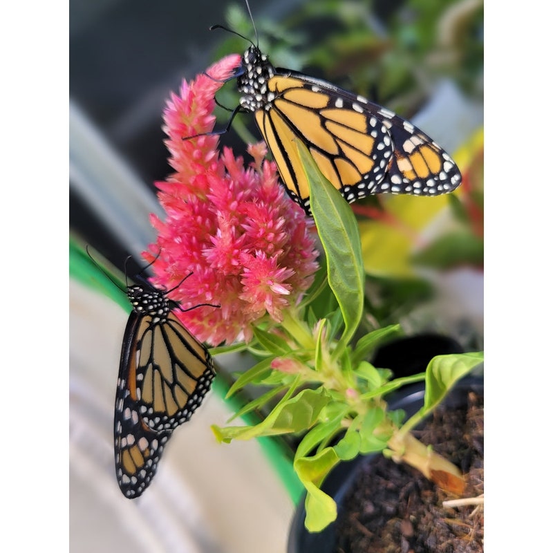 Butterfly Seeds - Etsy