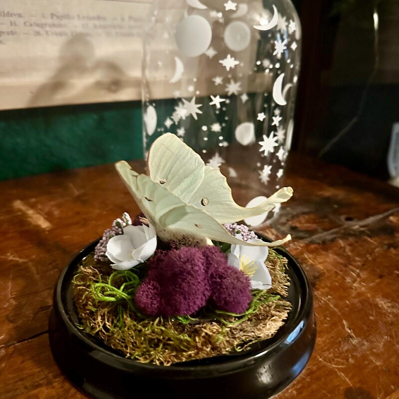 Butterfly Terrarium - Etsy