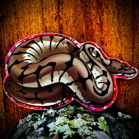 Zebra Bee Ball Python