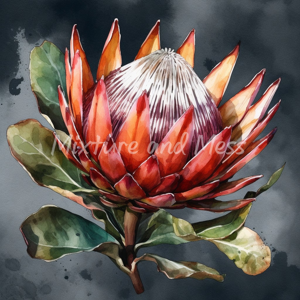 Watercolour Protea, Little Prince Protea Digital Paper, Digital ...