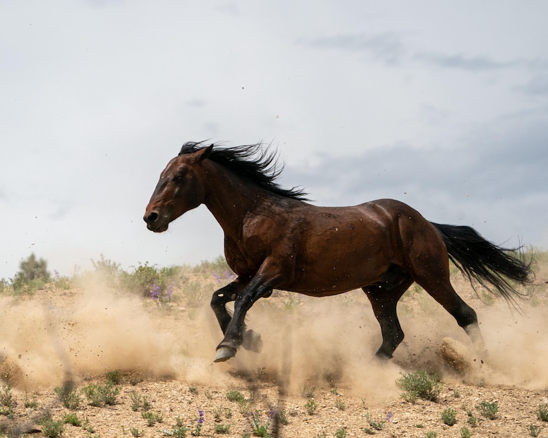 Mordecai A Wild Stallion in Pursuit - A Moment of Raw Power - Etsy