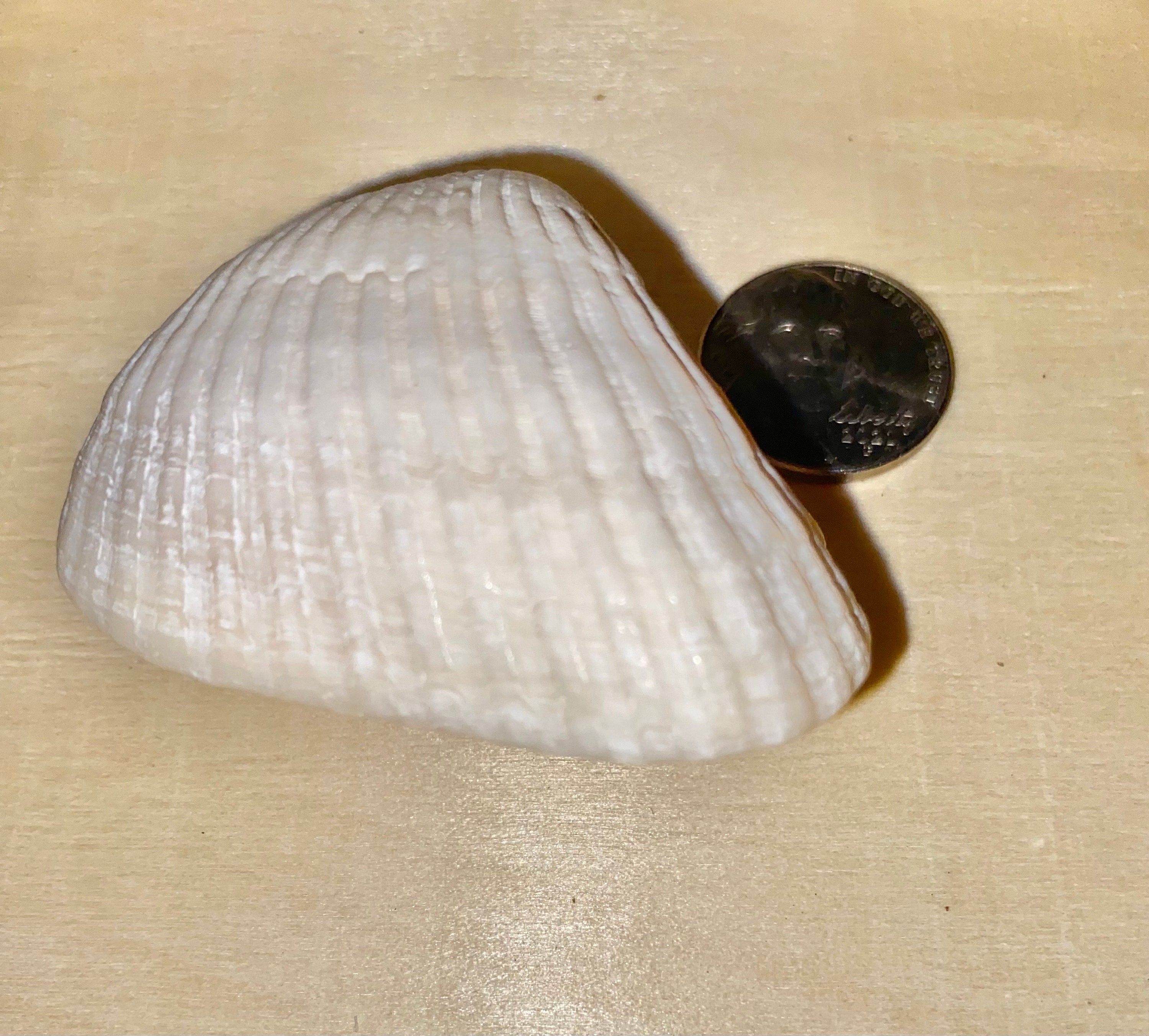 Unique Shell Drawer Pulls - Etsy