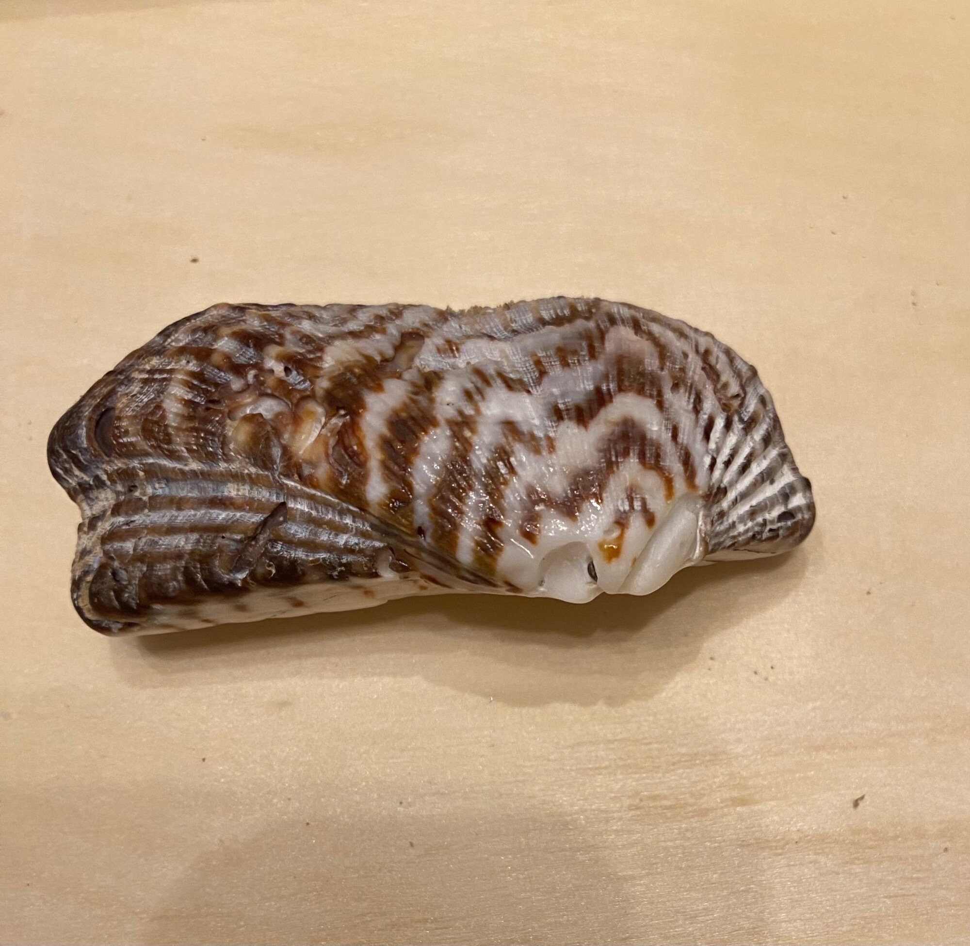 Unique Shell Drawer Pulls - Etsy