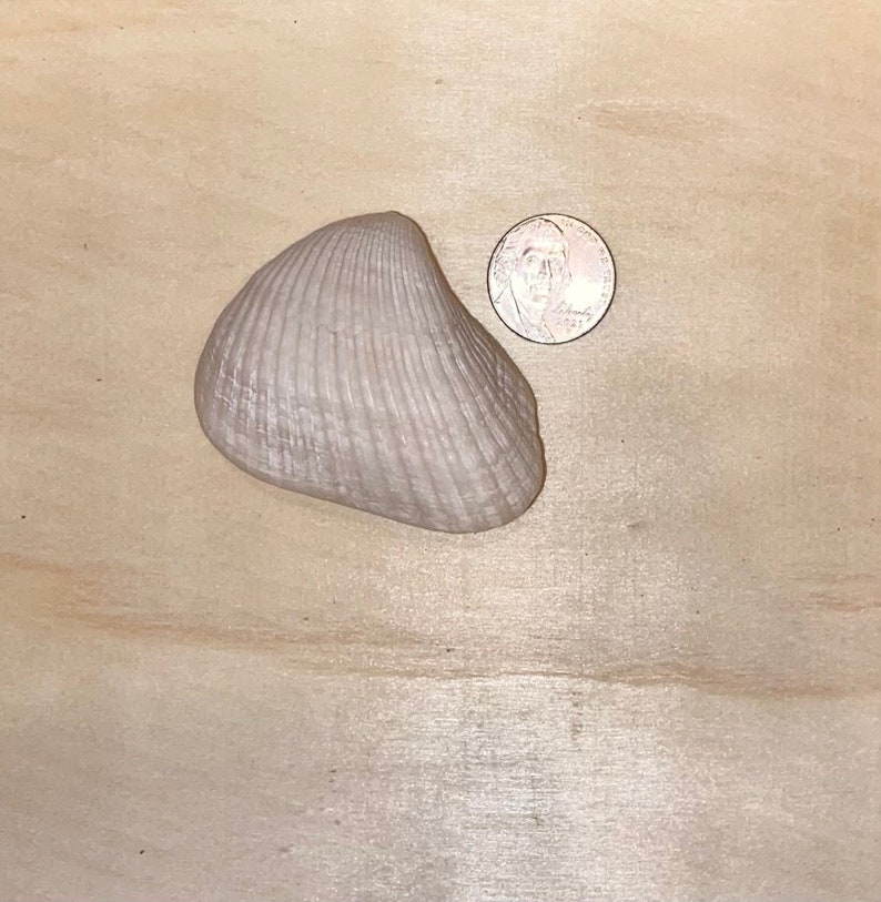 Unique Shell Drawer Pulls - Etsy