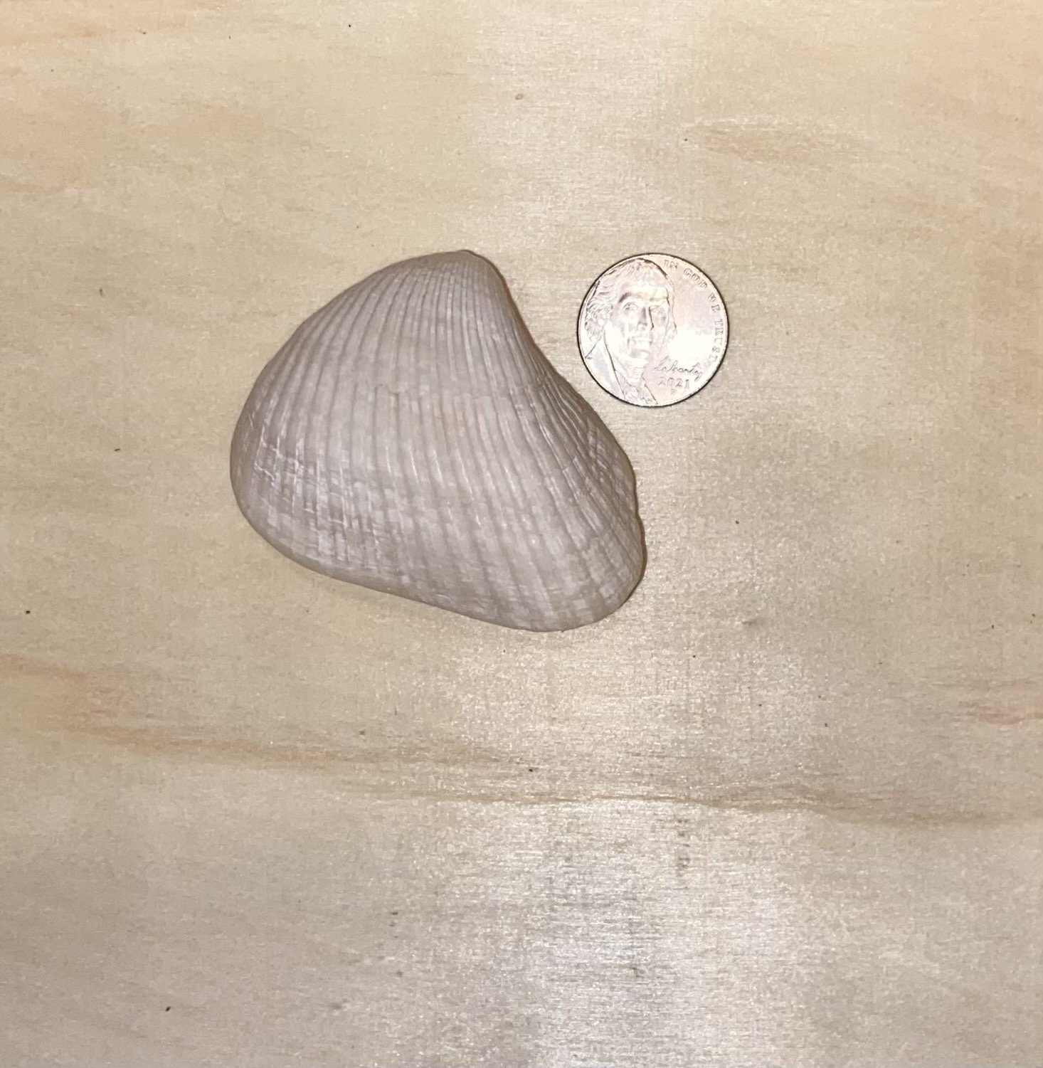 Unique Shell Drawer Pulls - Etsy