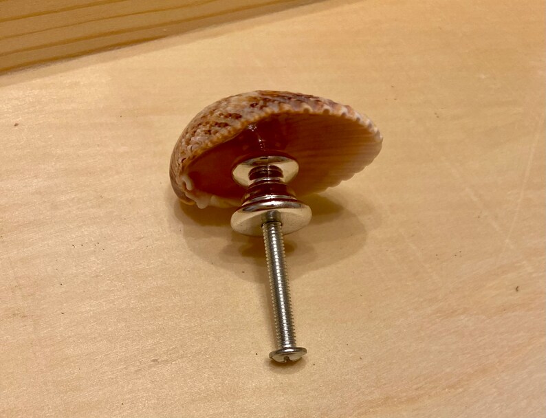 Unique Shell Drawer Pulls - Etsy