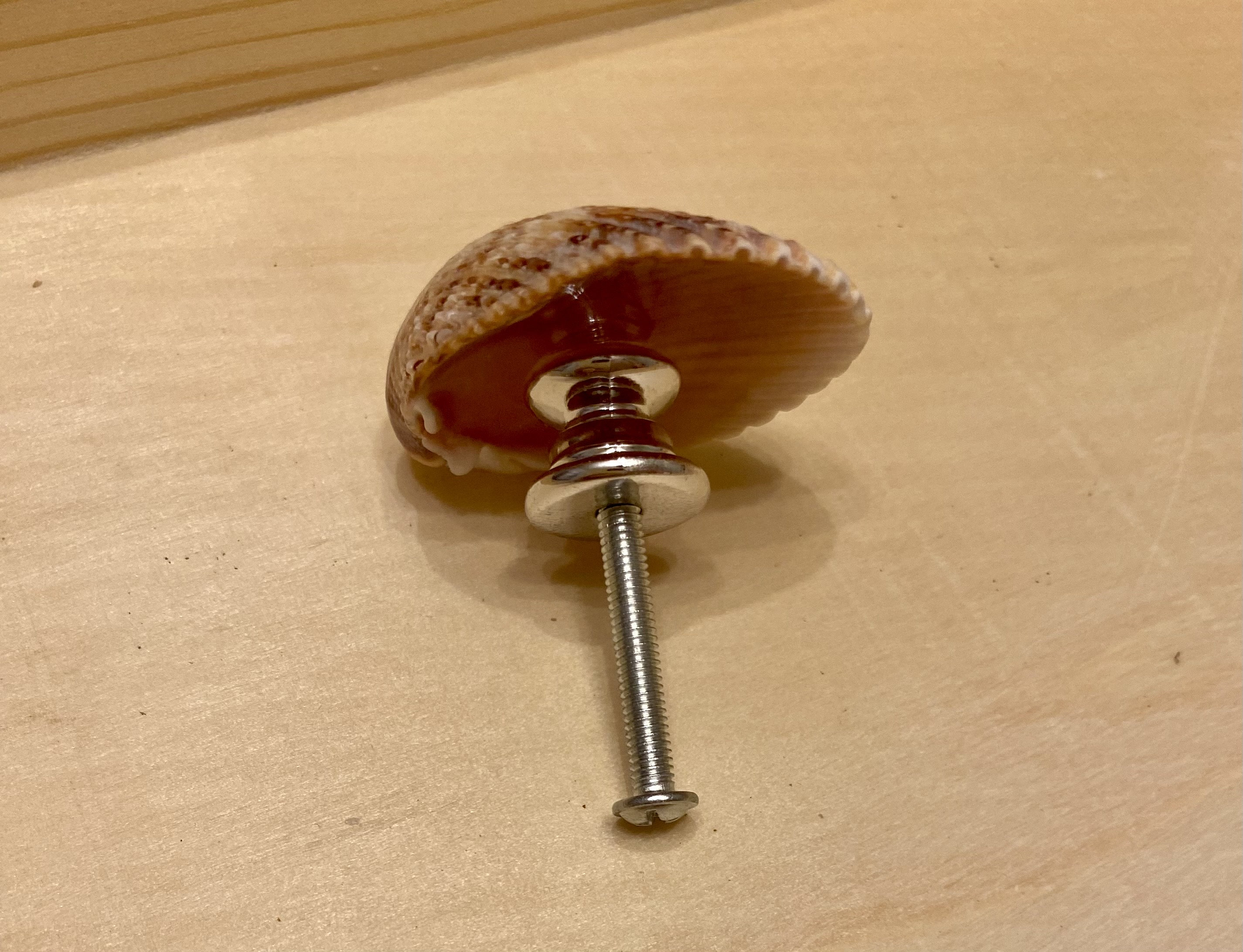 Unique Shell Drawer Pulls - Etsy