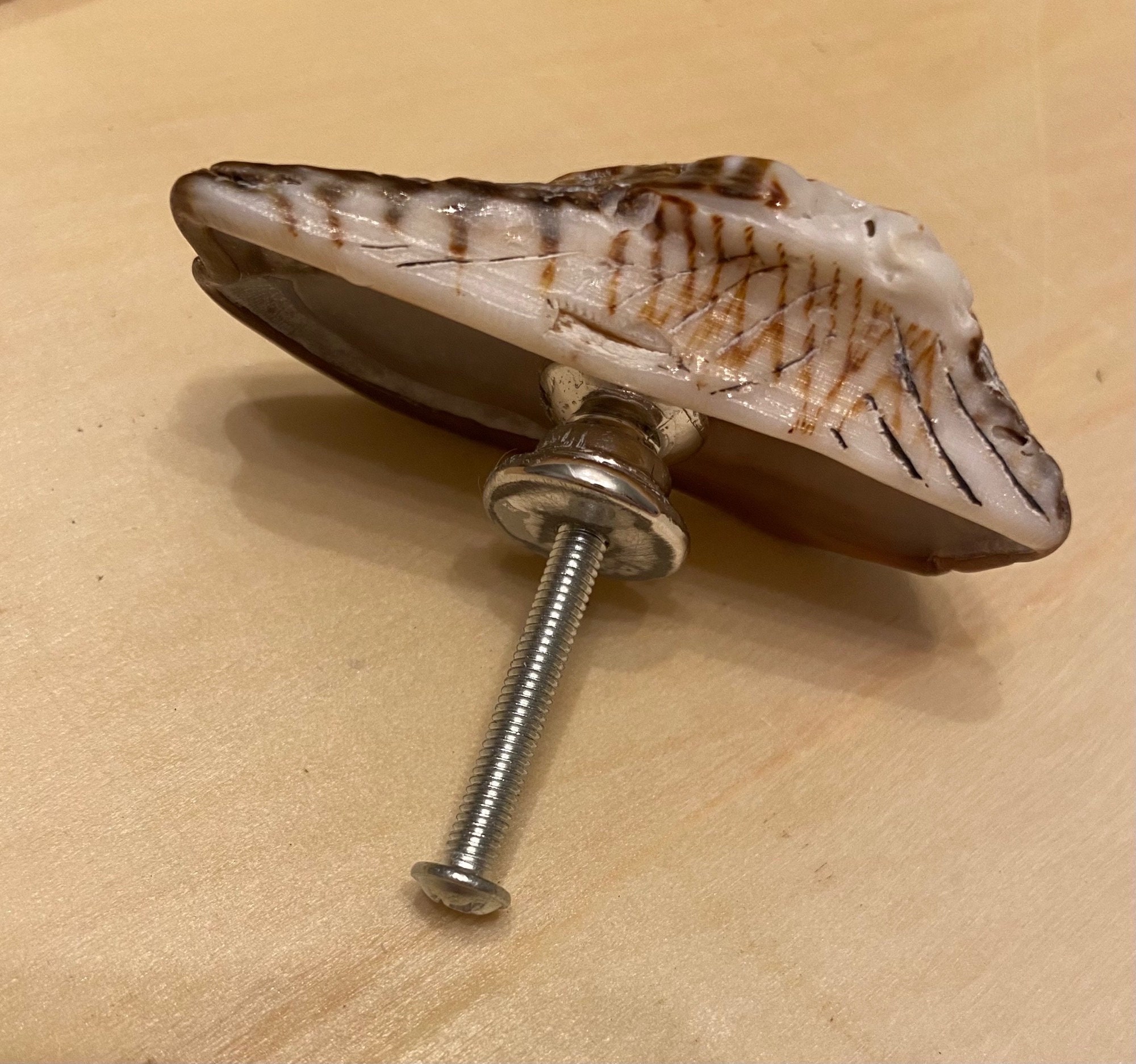 Unique Shell Drawer Pulls - Etsy