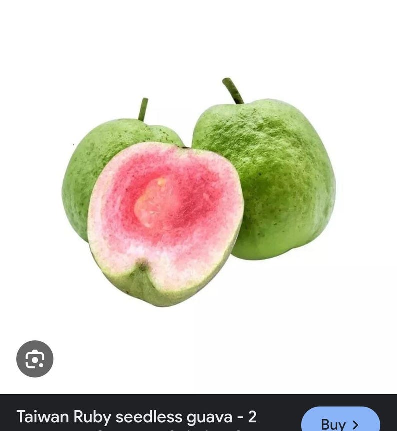 Ruby Taiwanese Guava - Etsy