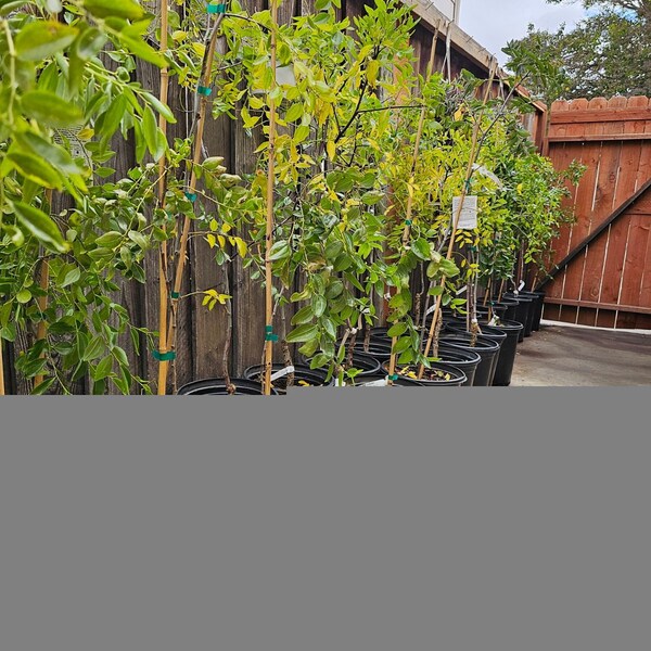 Tiger Tooth Jujube Tree - Etsy