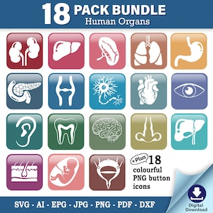 Human Organs SVG Clipart Bundle: Medical Digital Images (18 Pack ...