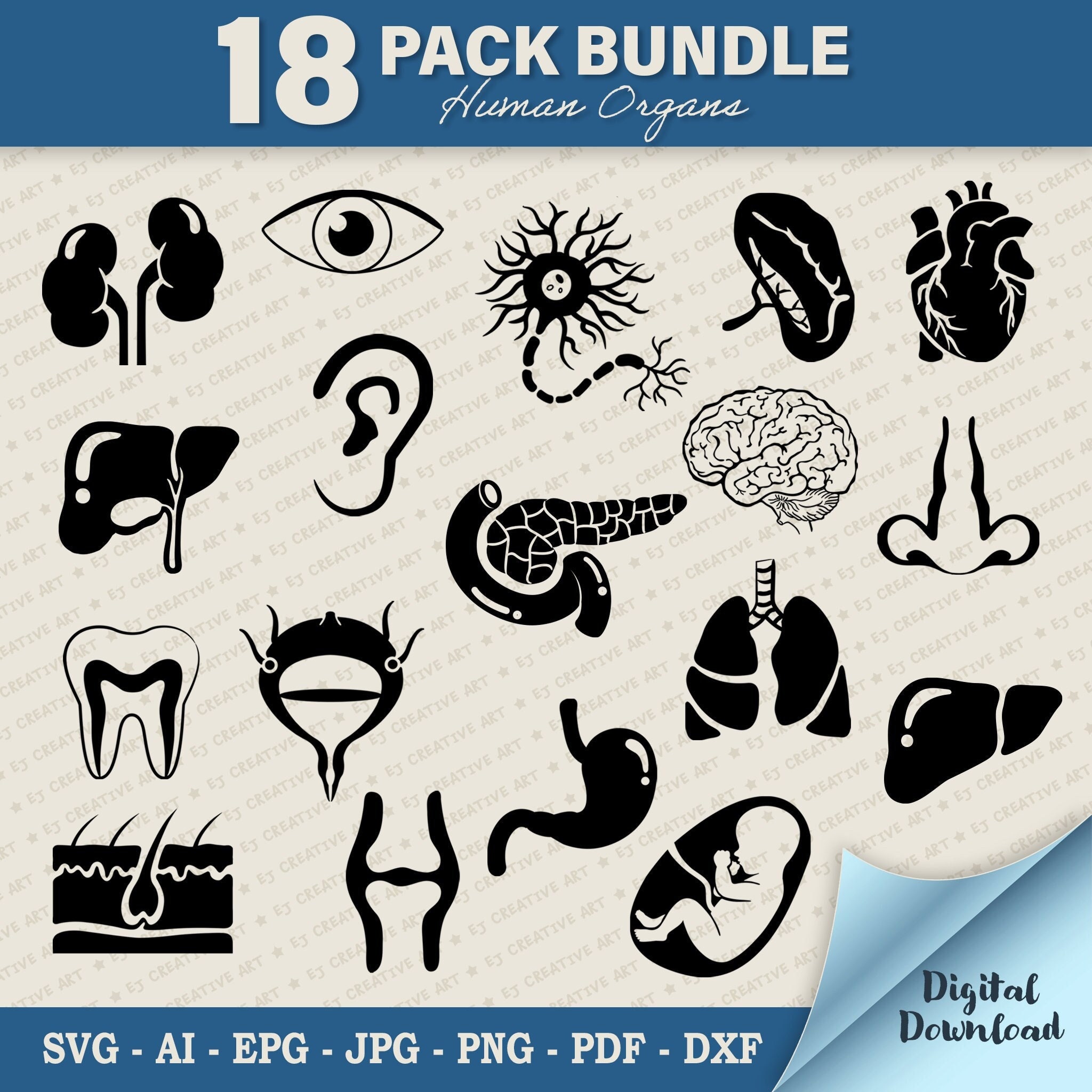 Human Organs SVG Bundle, Human Organs Clipart, Minimalist Human Organs ...