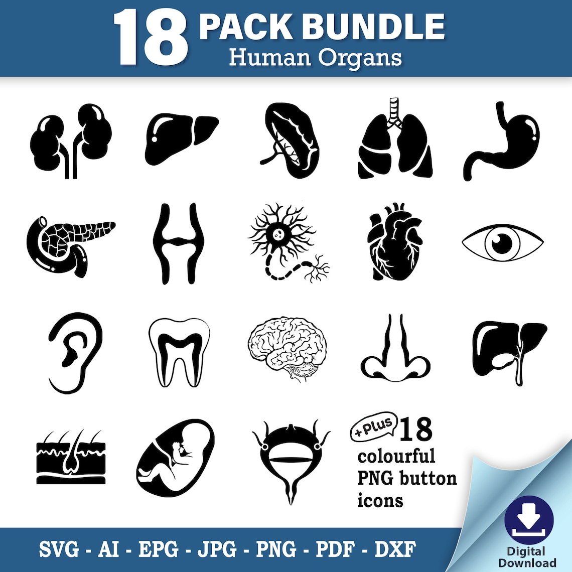 Human Organs SVG Bundle, Human Organs Clipart, Minimalist Human Organs ...