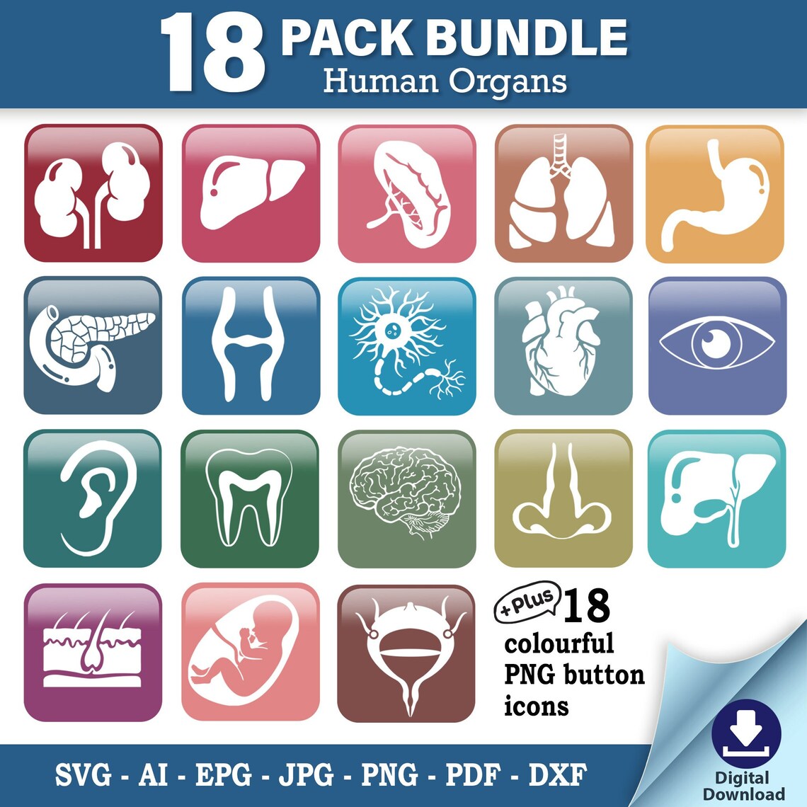 Human Organs SVG Bundle, Human Organs Clipart, Minimalist Human Organs ...