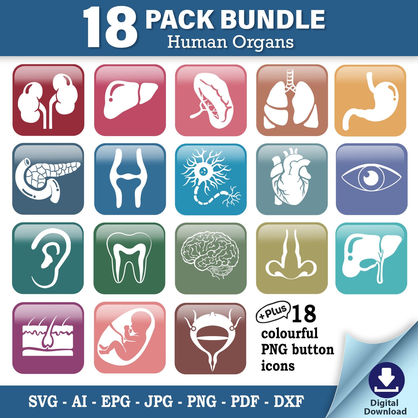 Human Organs SVG Bundle, Human Organs Clipart, Minimalist Human Organs ...