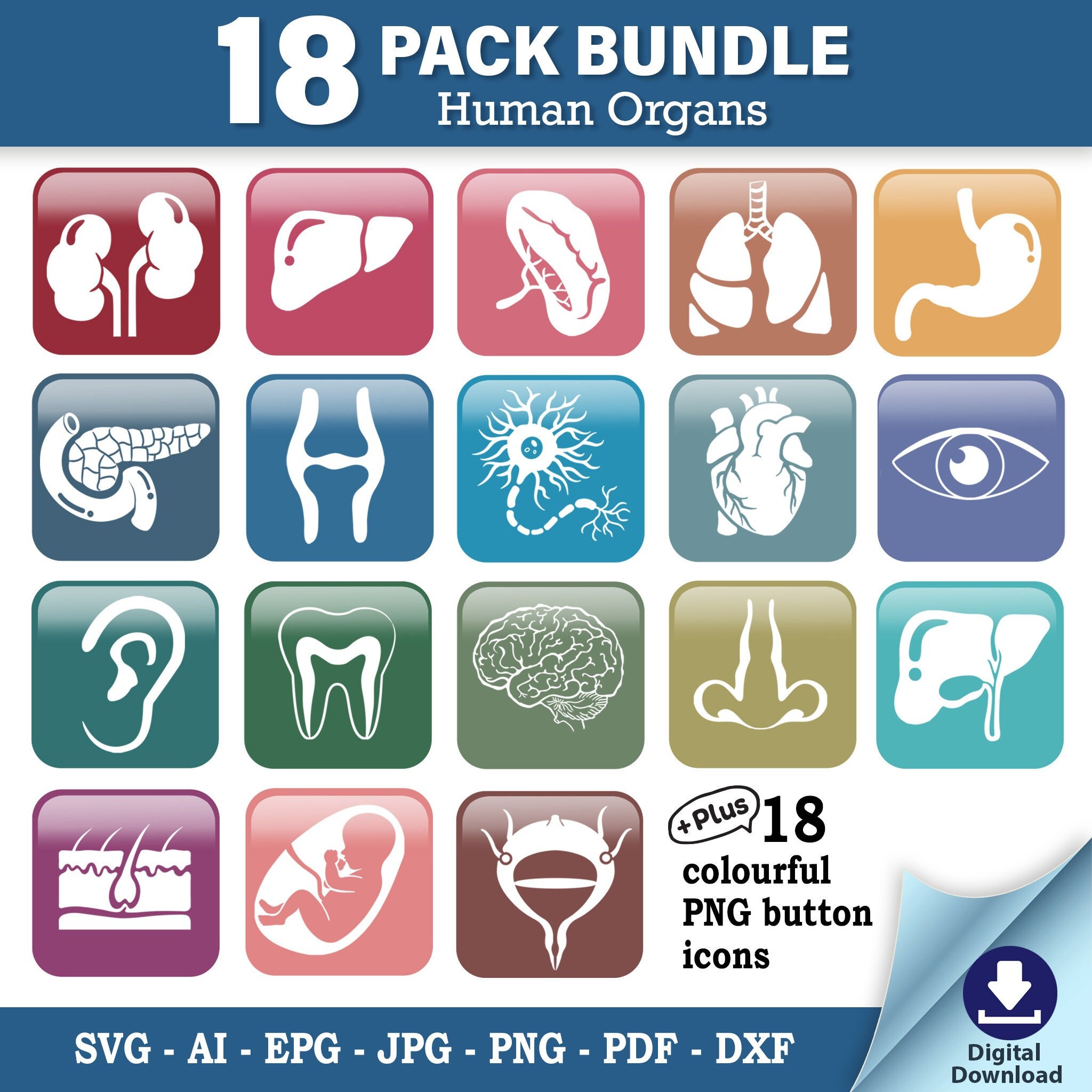 Human Organs SVG Bundle, Human Organs Clipart, Minimalist Human Organs ...