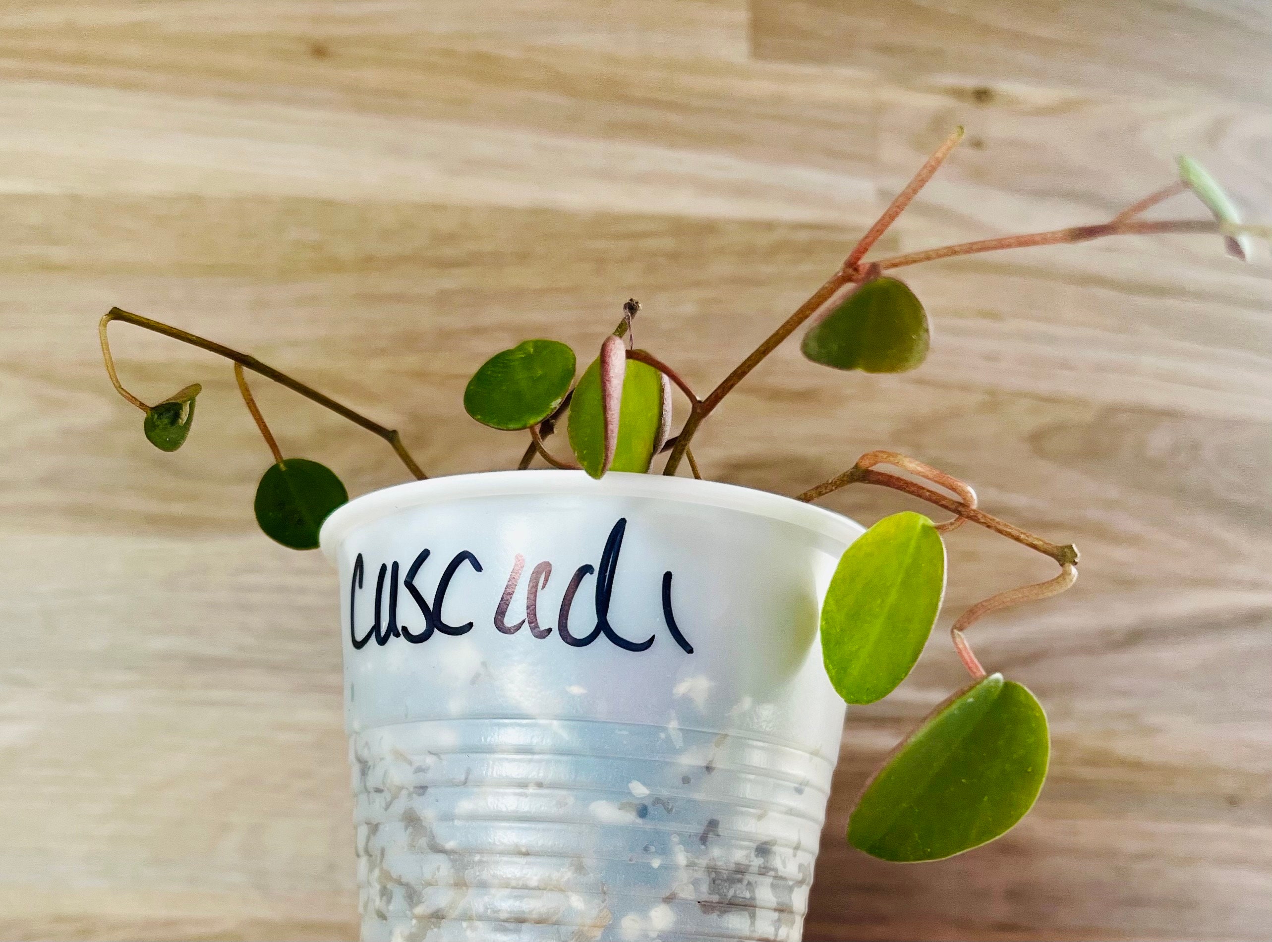 Peperomia Ruby Cascade Plant - Etsy