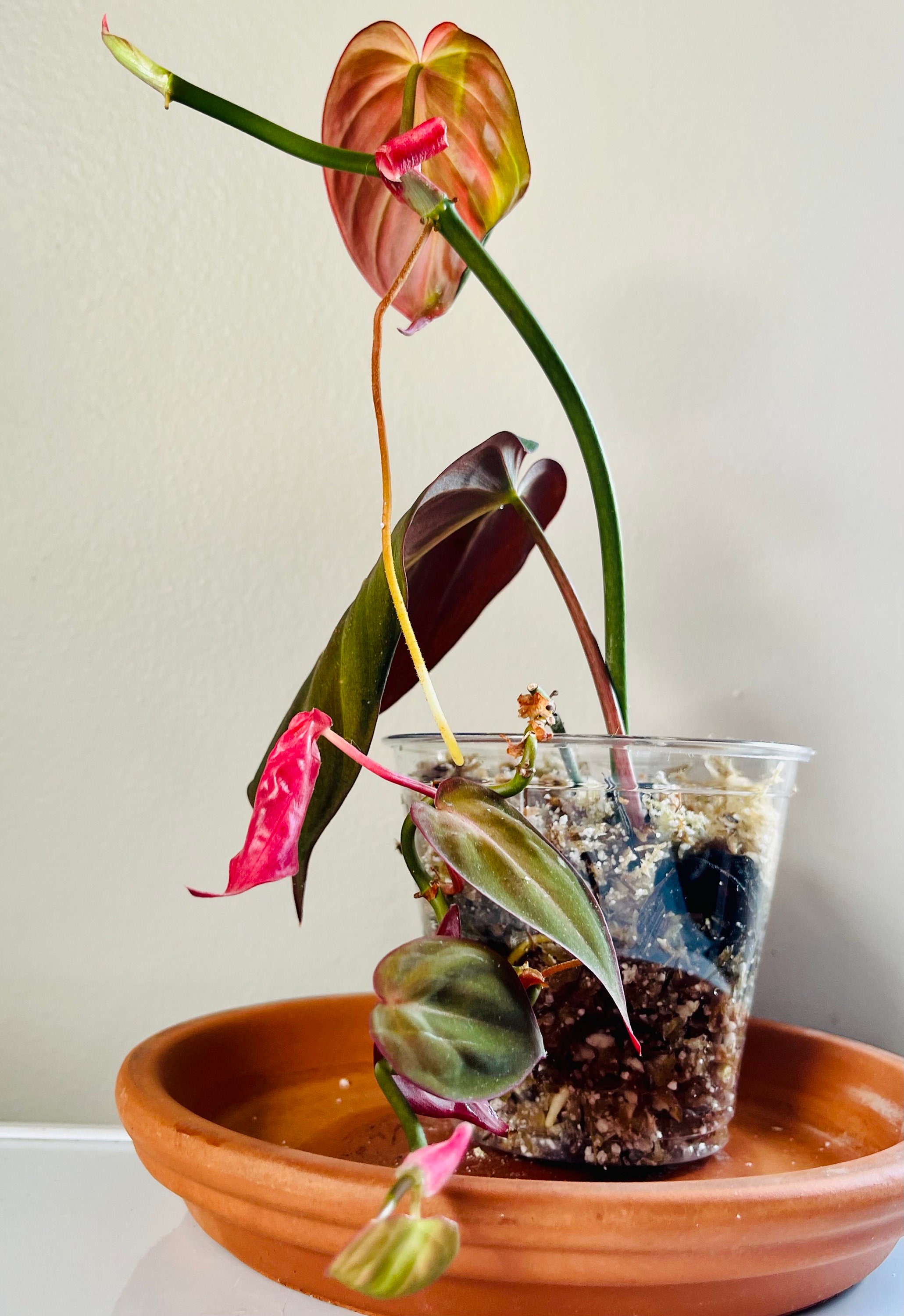 Philodendron Mican Plant - Etsy