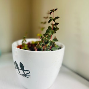 Belly Button Peperomia Plant - Etsy