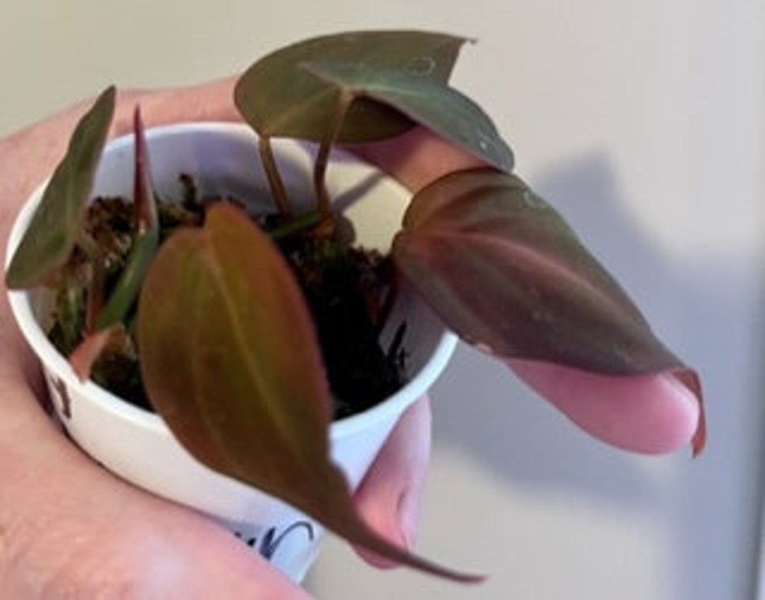 Philodendron Mican Plant - Etsy