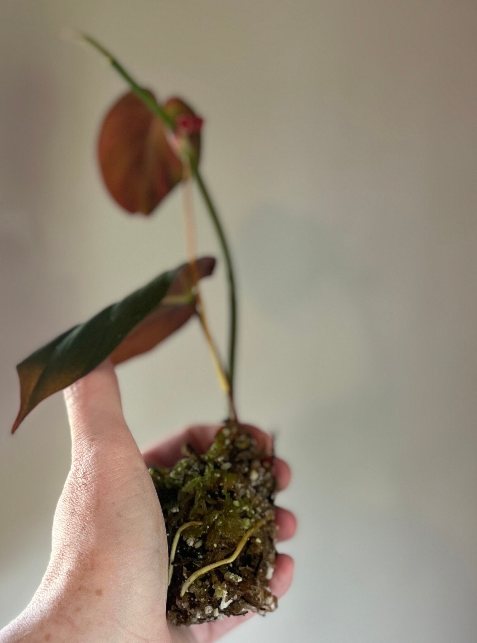 Philodendron Mican Plant - Etsy