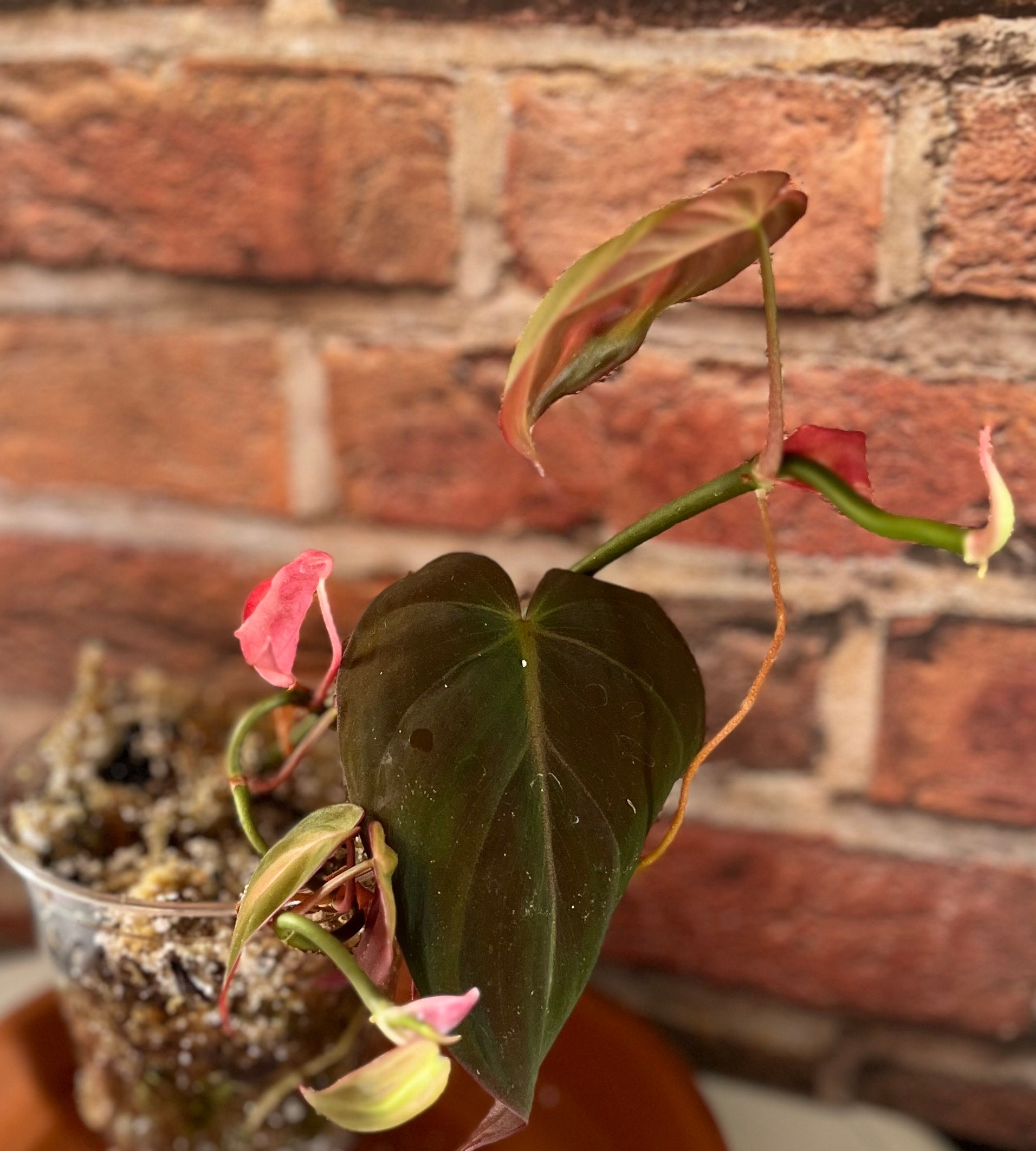 Philodendron Mican Plant - Etsy