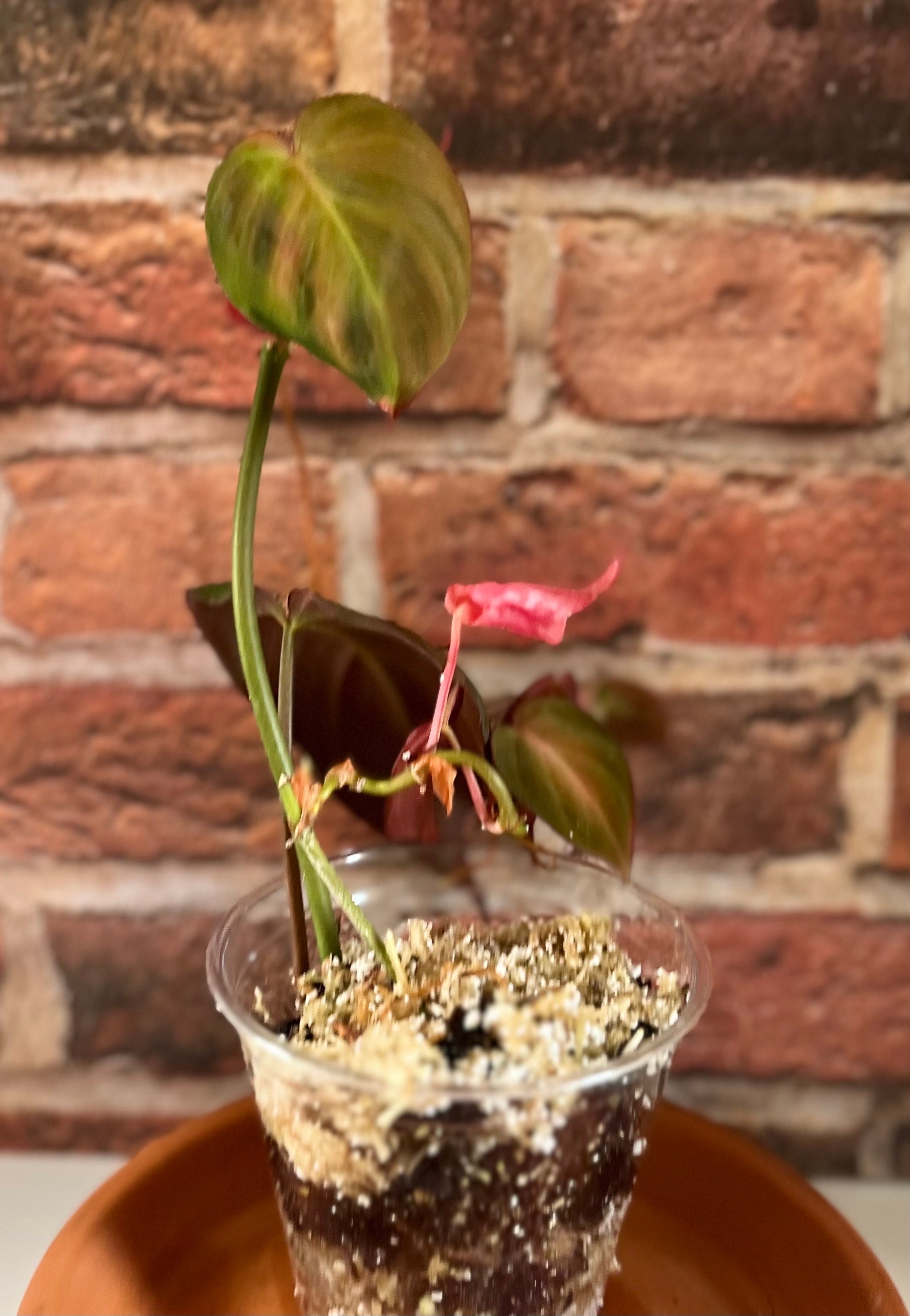 Philodendron Mican Plant - Etsy