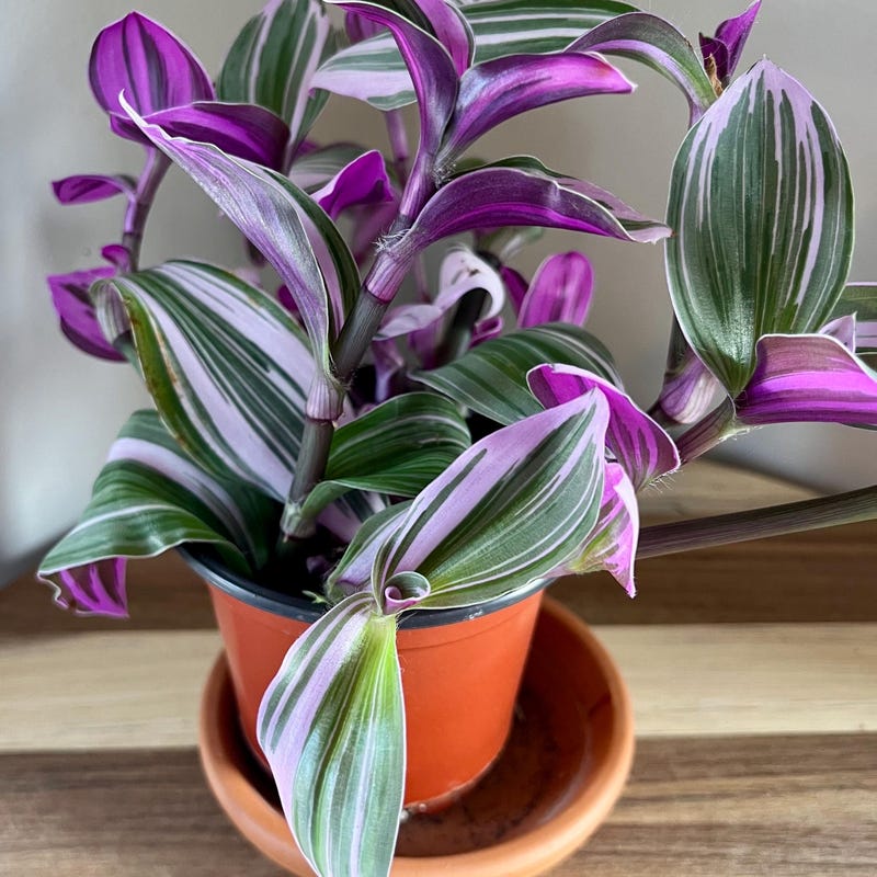 Nanouk Plant - Etsy