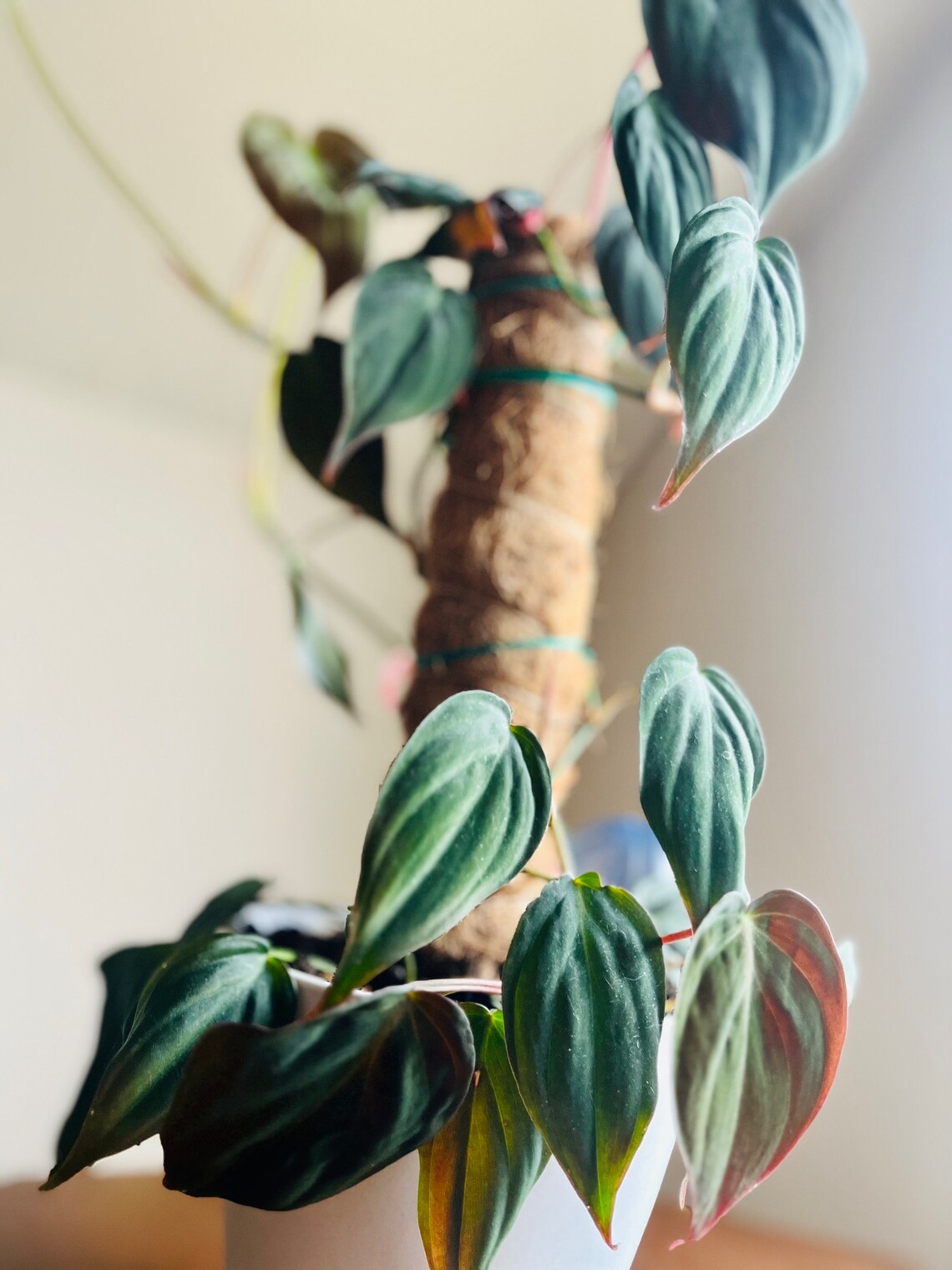 Philodendron Mican Plant - Etsy