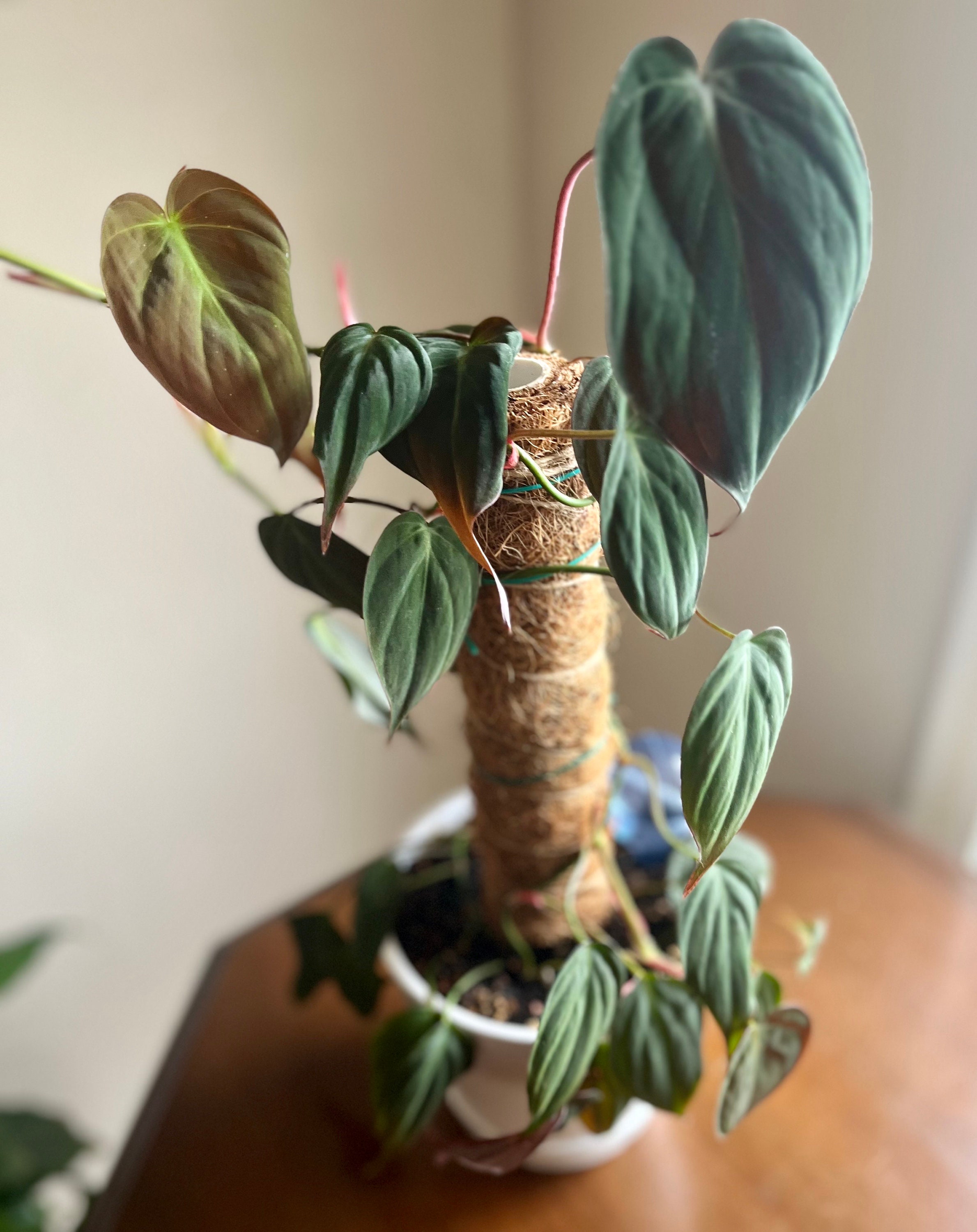 Philodendron Mican Plant - Etsy