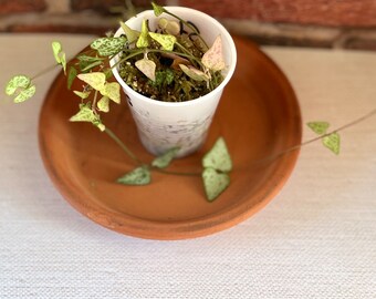 Ceropegia Woodii 'string of Arrows' or 'string of Spades' Succulent ...