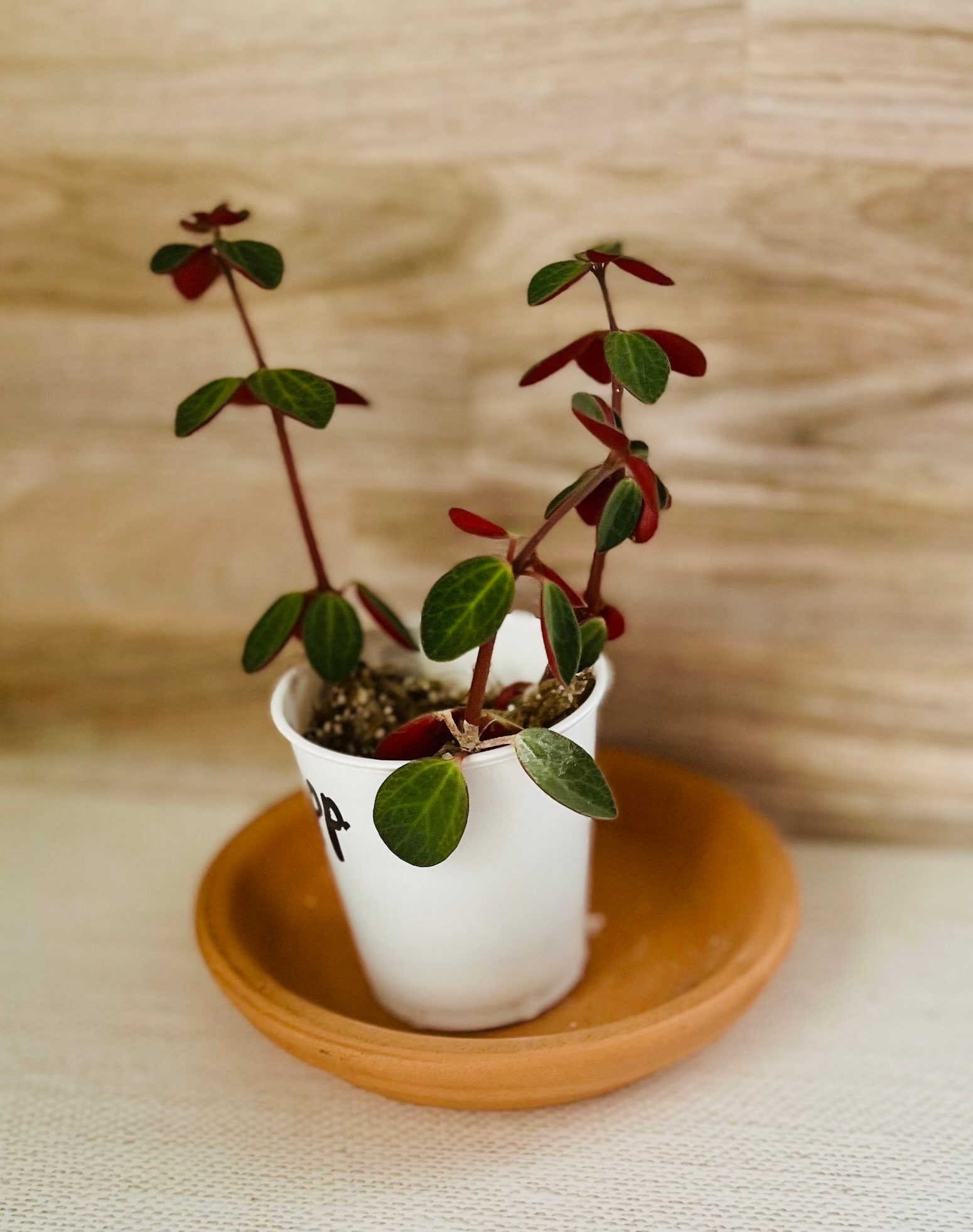 Belly Button Peperomia Plant - Etsy