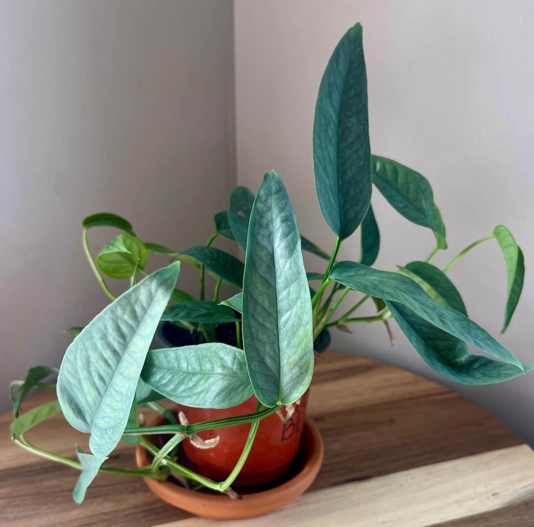 Cebu Blue Pothos - Etsy