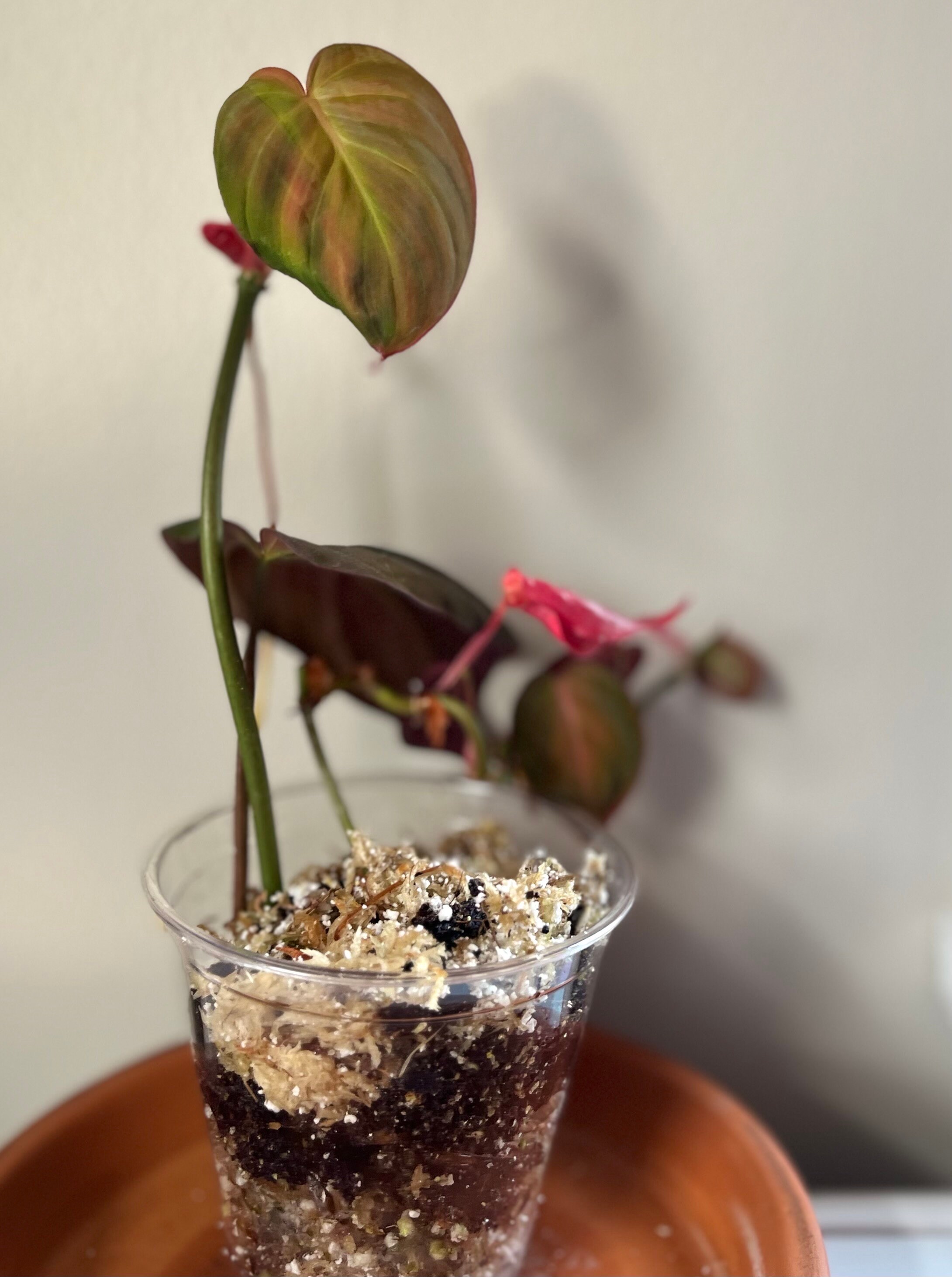 Philodendron Mican Plant - Etsy