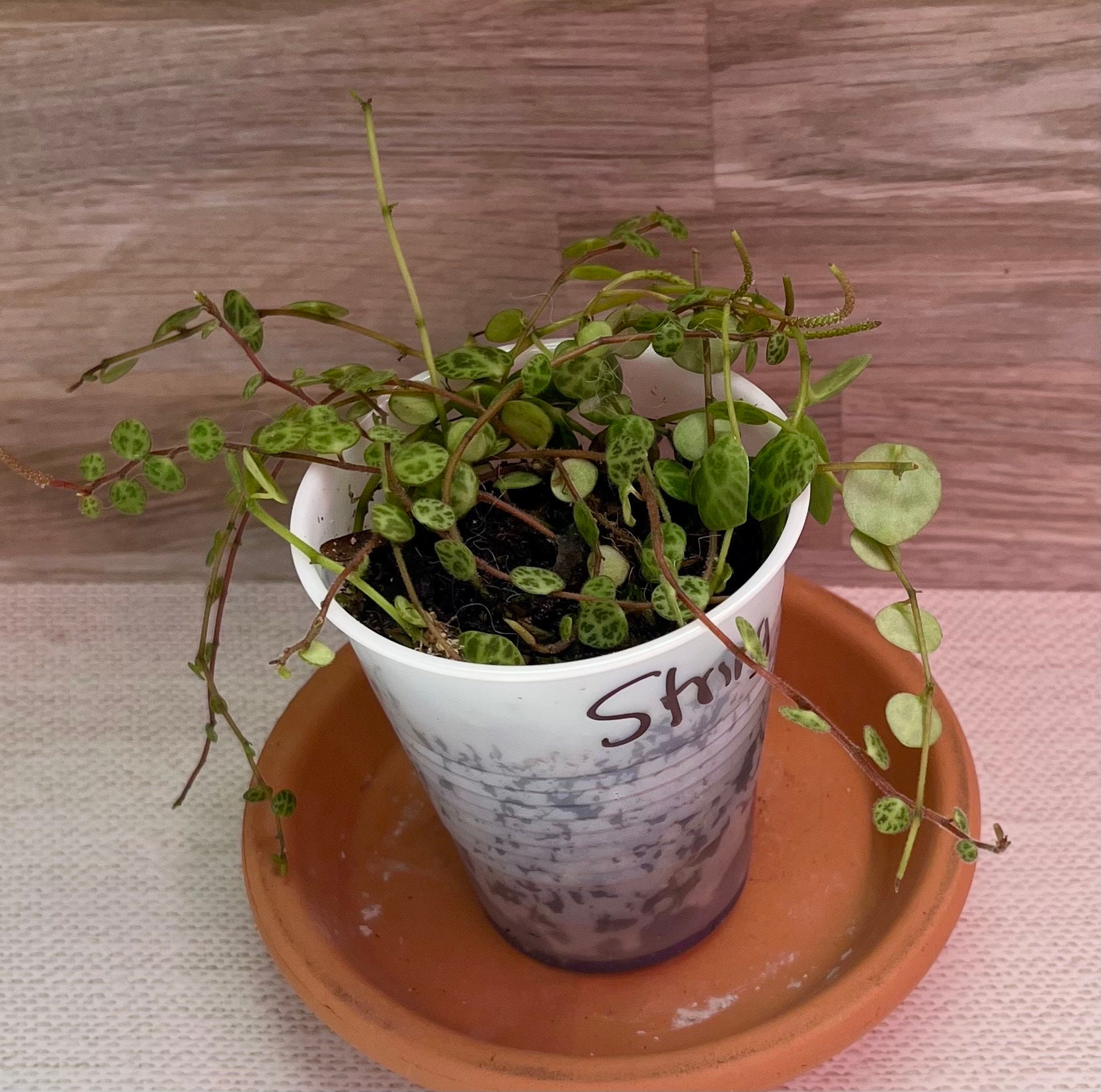 String of Turtles Plant - Etsy