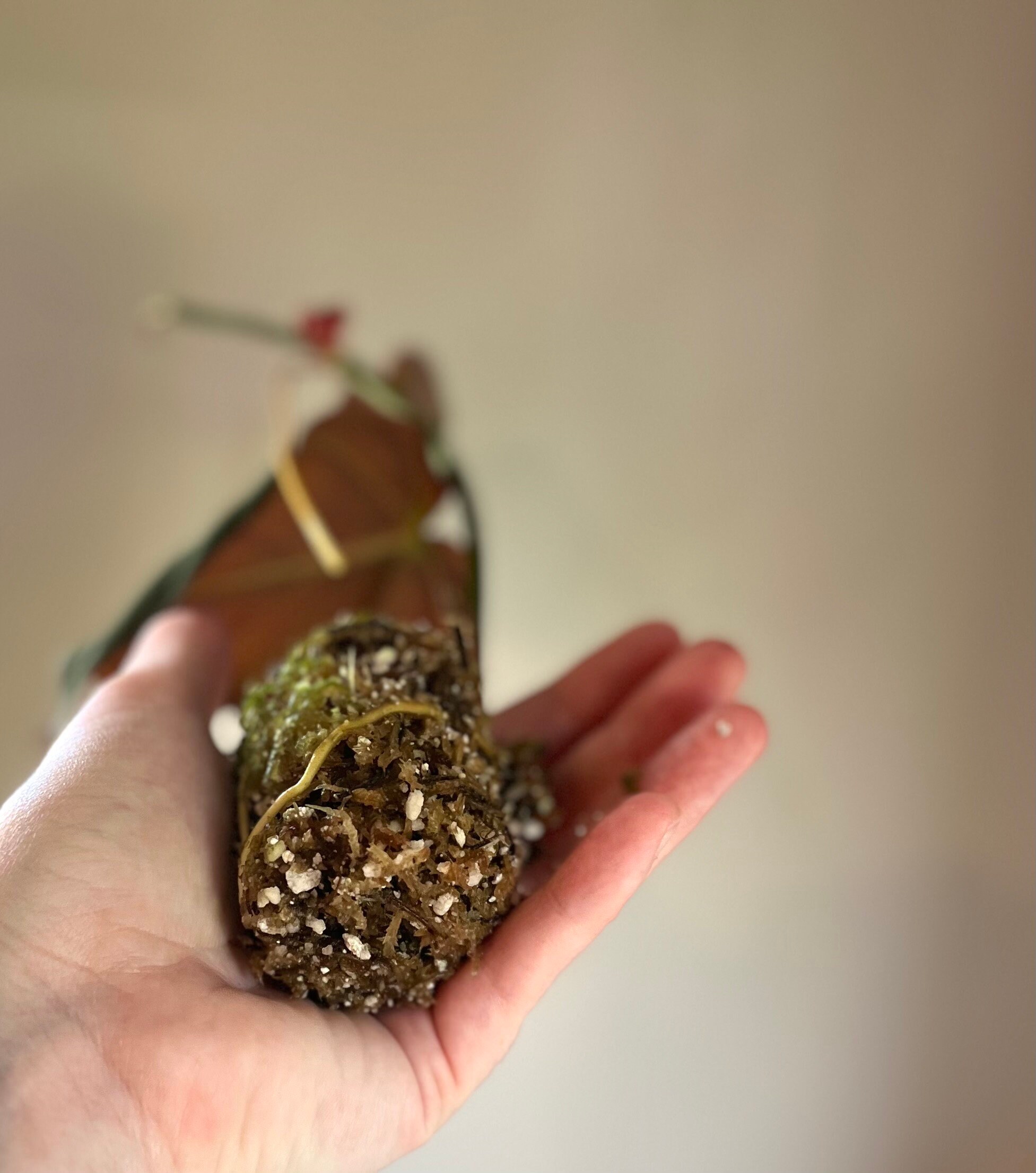 Philodendron Mican Plant - Etsy