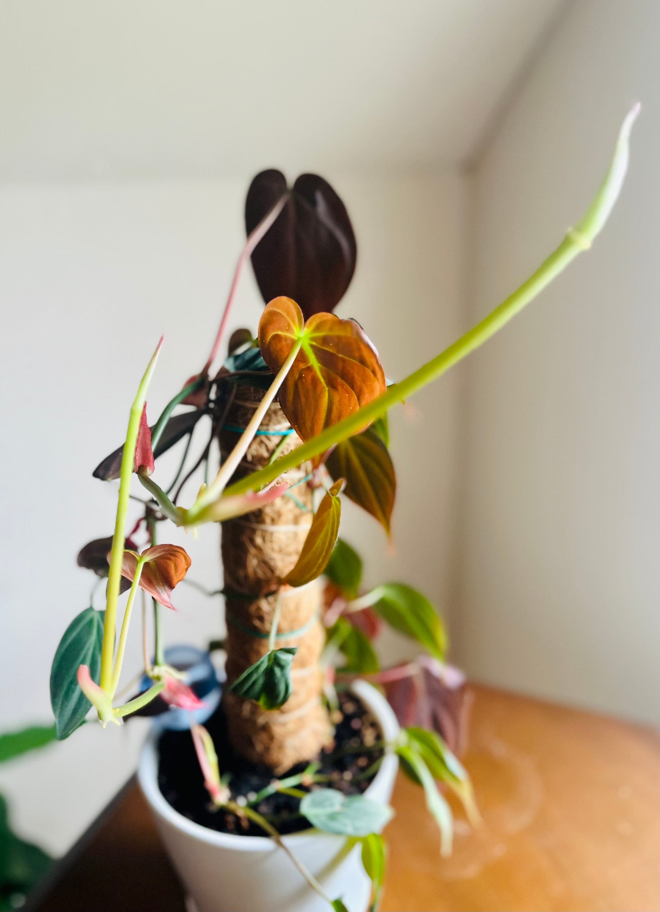 Philodendron Mican Plant - Etsy