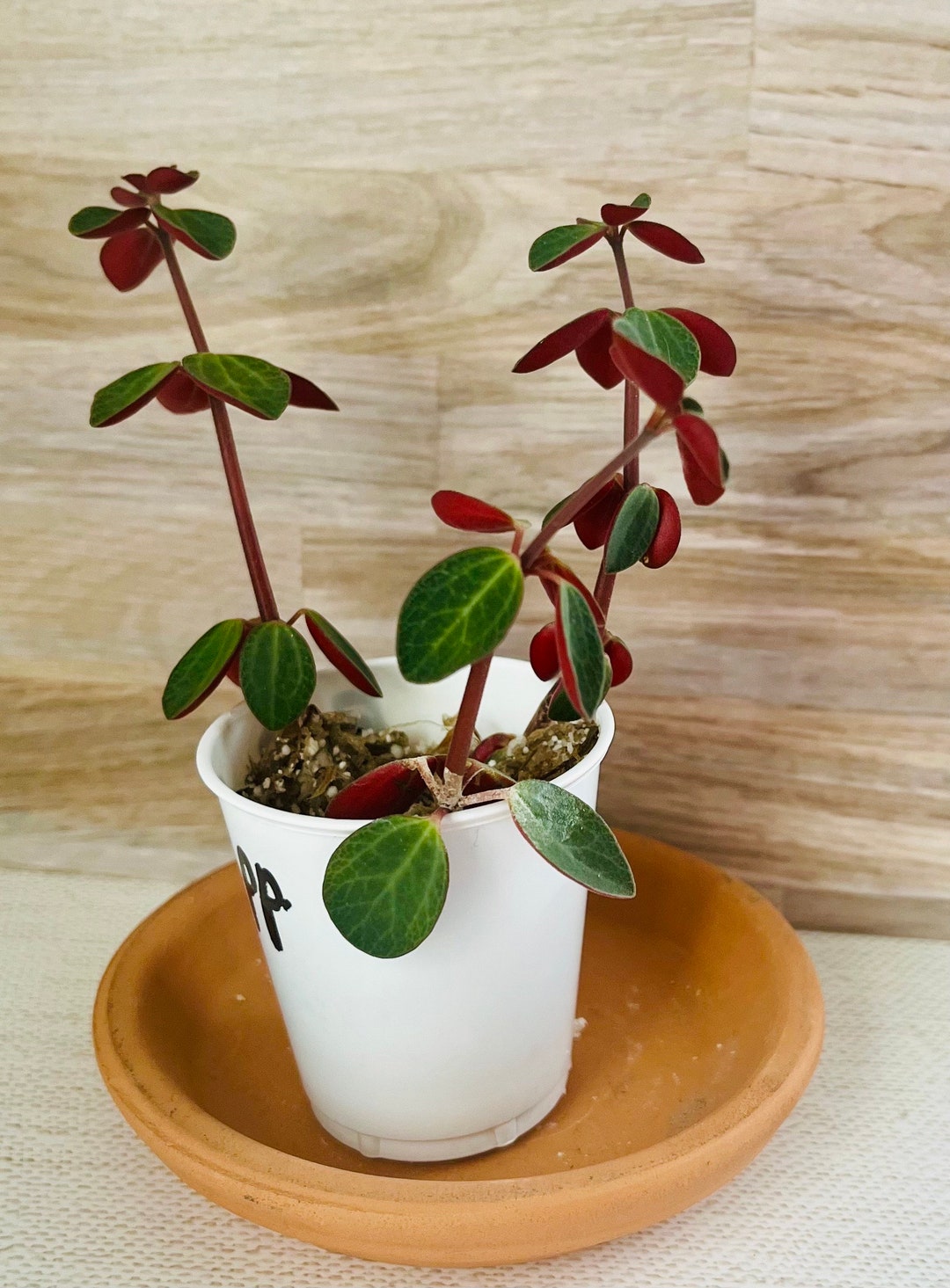 Belly Button Peperomia Plant - Etsy