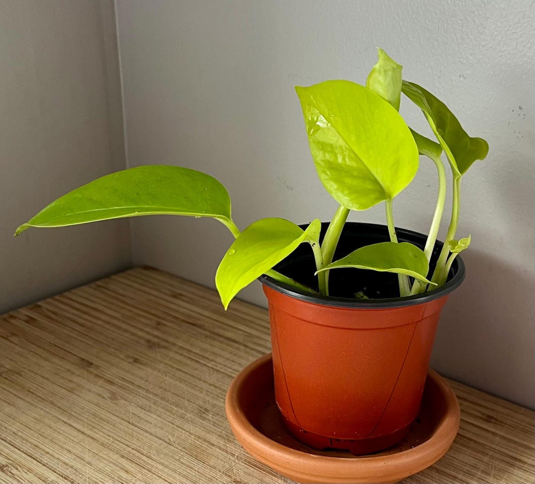 Neon Pothos Plant - Etsy