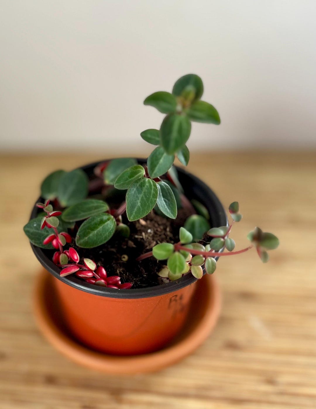 Belly Button Peperomia Plant - Etsy