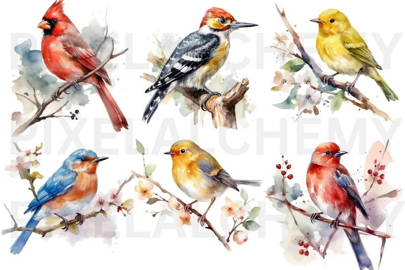 40 Watercolor Birds Clipart Birds Png Spring Birds Clipart - Etsy