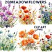 Watercolor Meadow Flowers Clipart, Wildflower Floral PNG, Png Bundle ...
