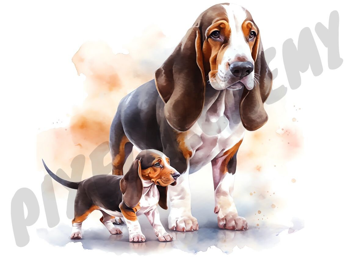 Basset Hound Watercolor Clipart Basset Hound PNG Illustration - Etsy