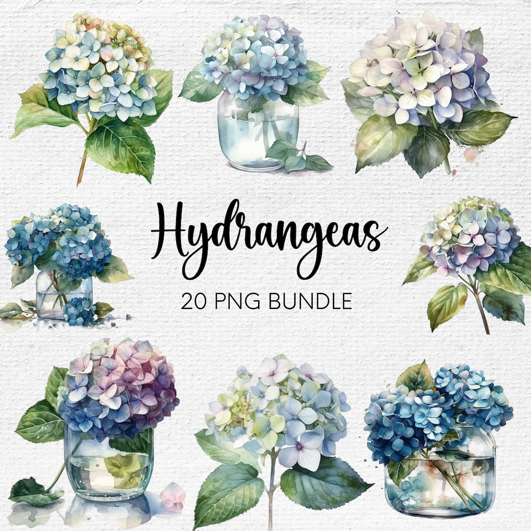 Watercolor Hydrangea Clipart, Clipart PNG Bundle, Blue Flower Clipart ...