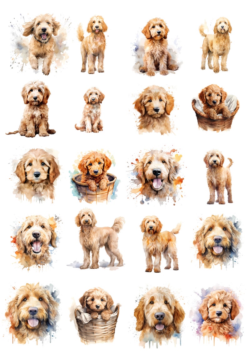 Goldendoodle Clipart, Golden Doodle PNG, Watercolor Clipart, Cute ...