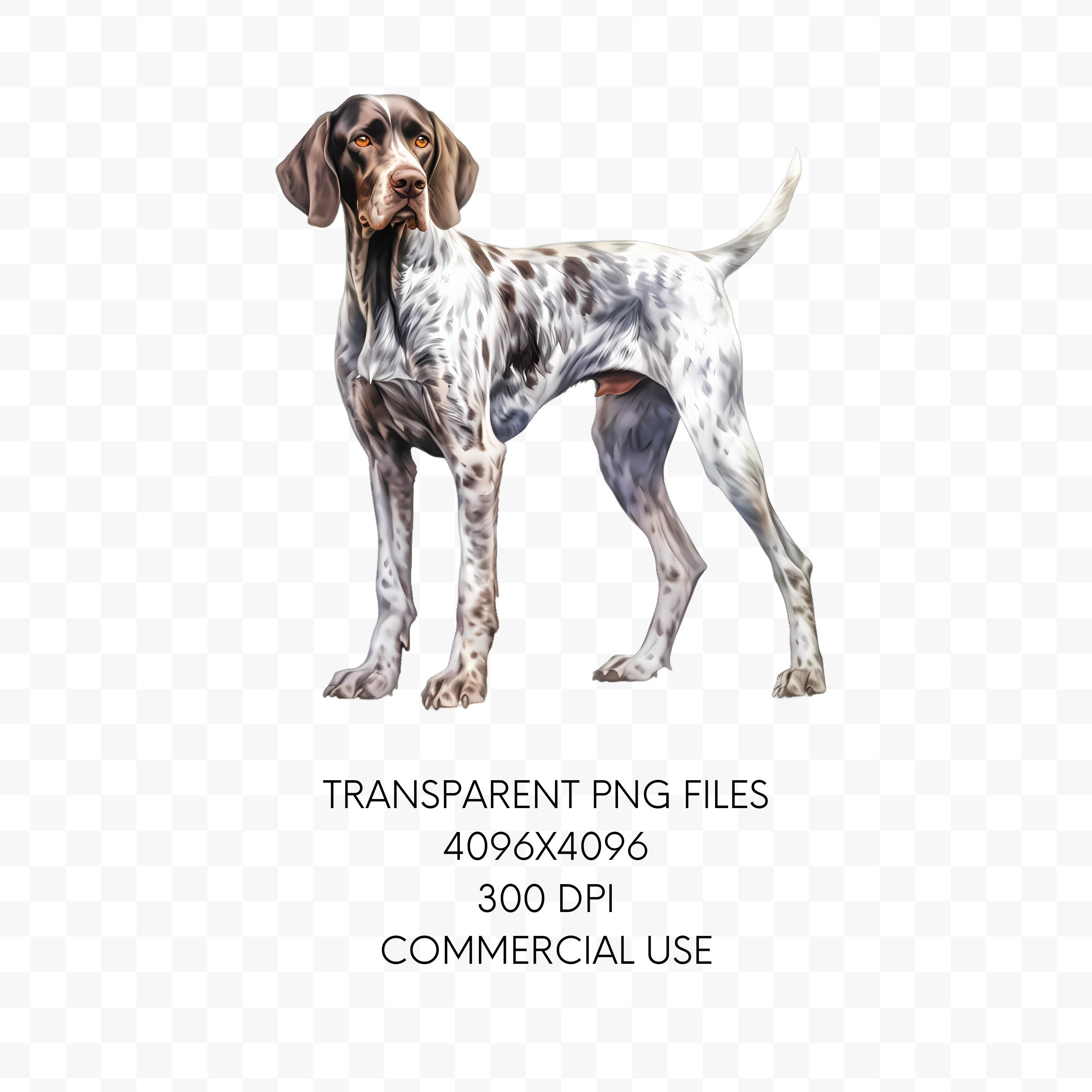 Watercolor German Pointer Clipart, German Pointers PNG, German ...
