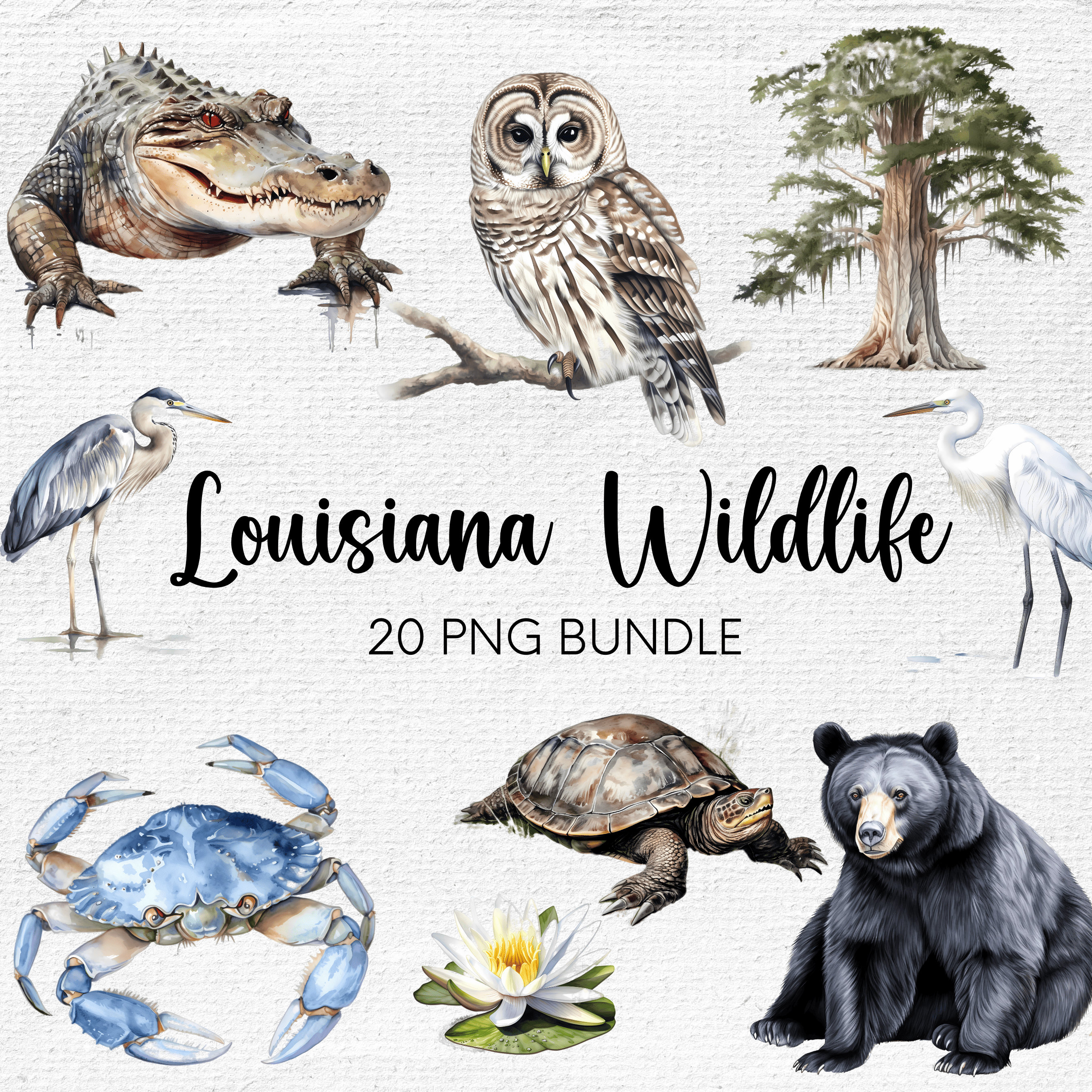 Louisiana Wildlife Watercolor Clipart Bundle, Louisiana PNG, Bayou PNG ...